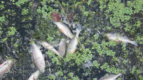 Why is Silage Effluent so pollutive? — The Silage Consultant