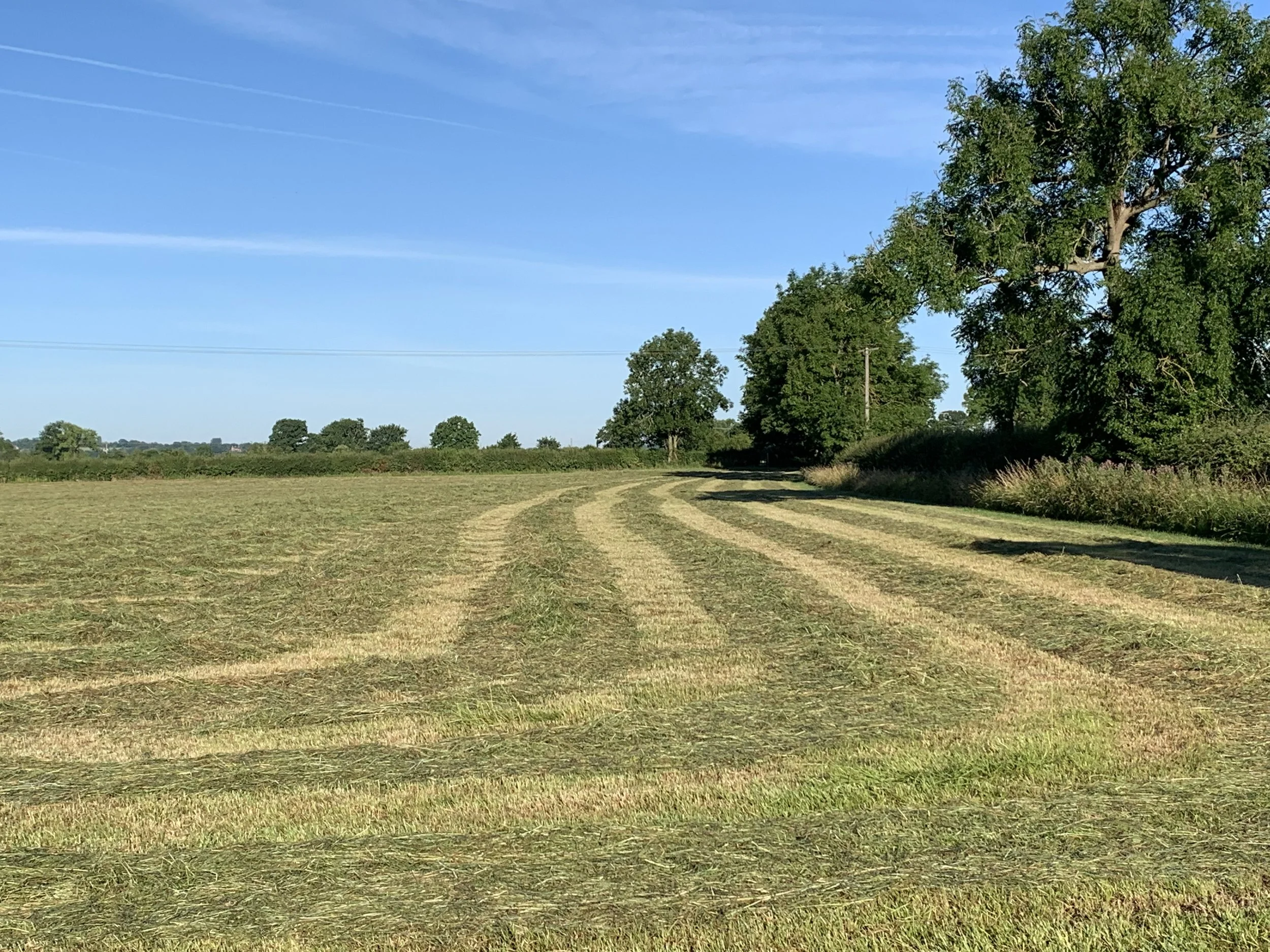 When to cut silage in a drought? — The Silage Consultant