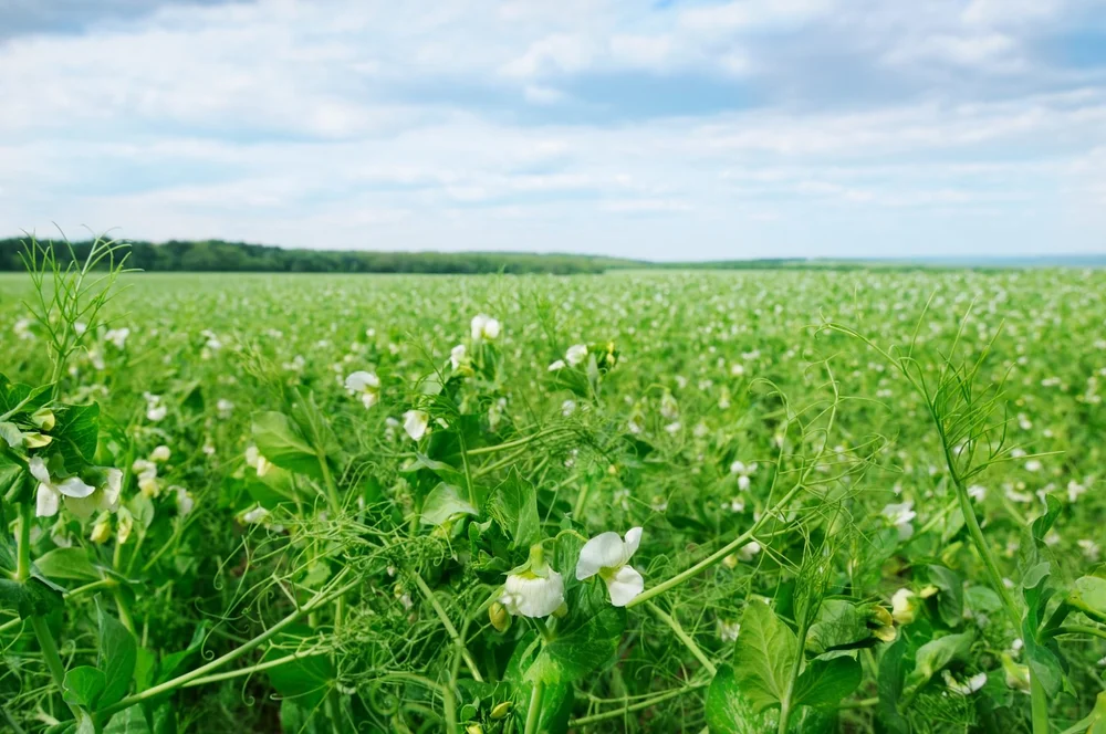Why and how to make pea silage — The Silage Consultant