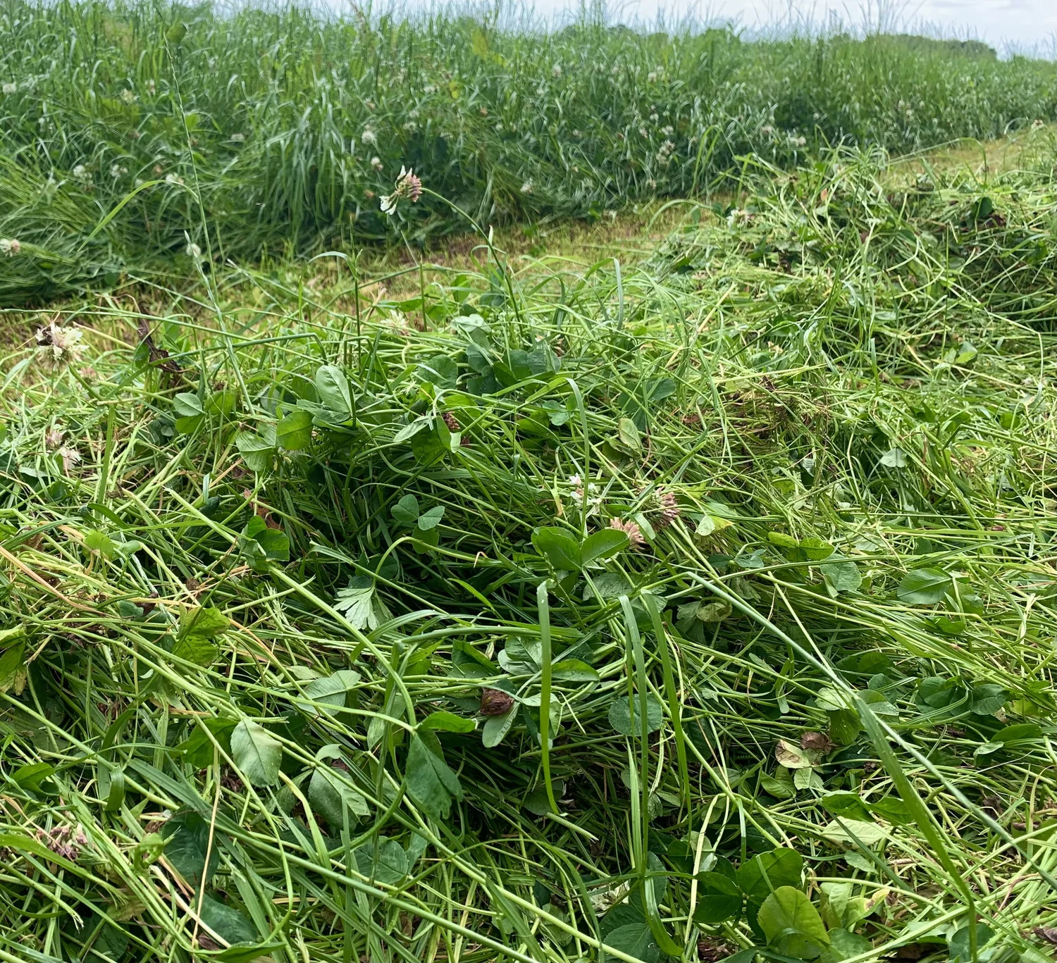 How to make Red Clover silage — The Silage Consultant