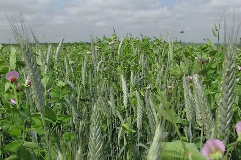 Why and how to make pea silage — The Silage Consultant
