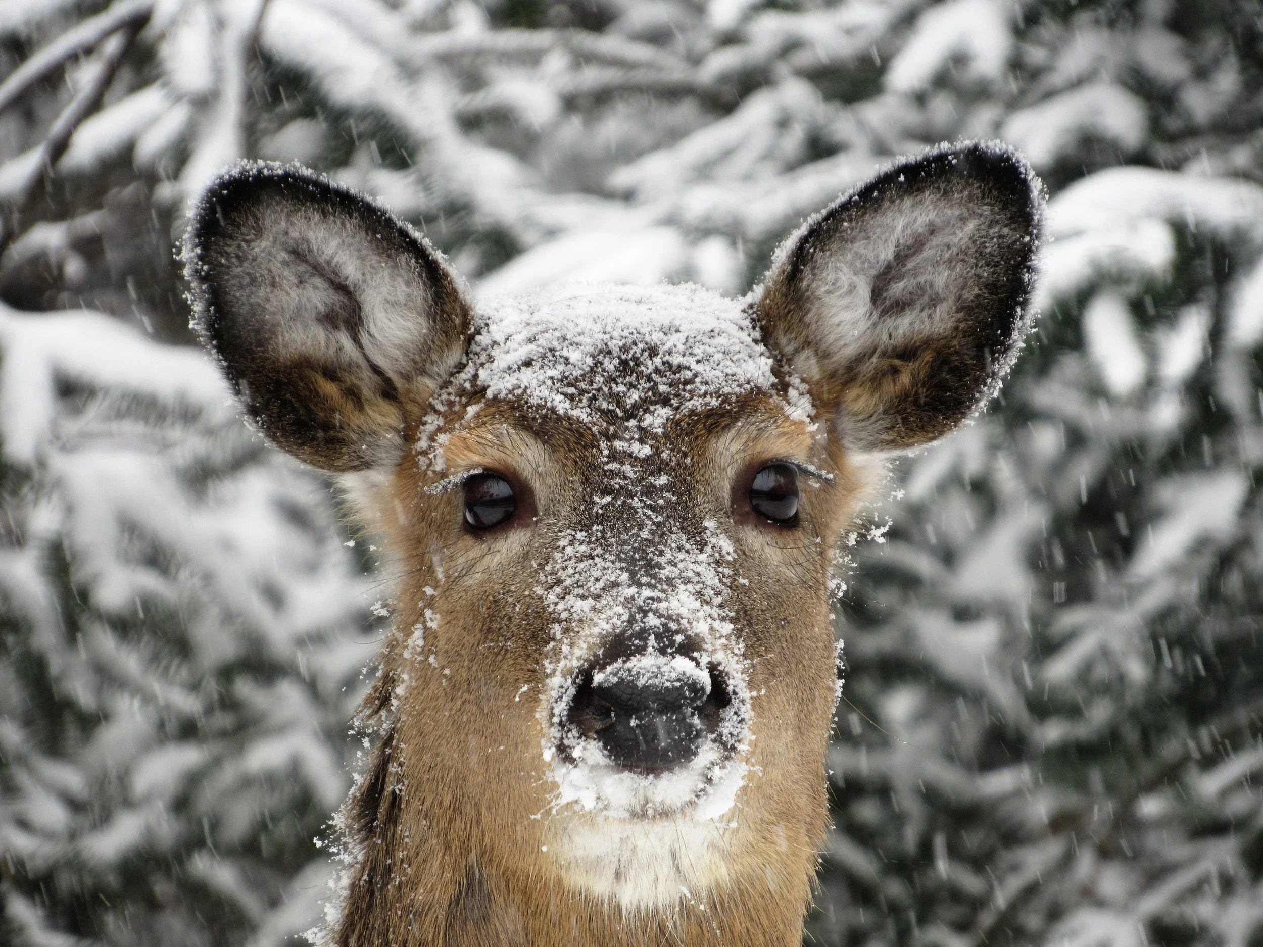 Photography — The Selfless Heart