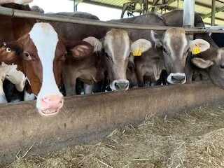 About — Southern Swiss Dairy