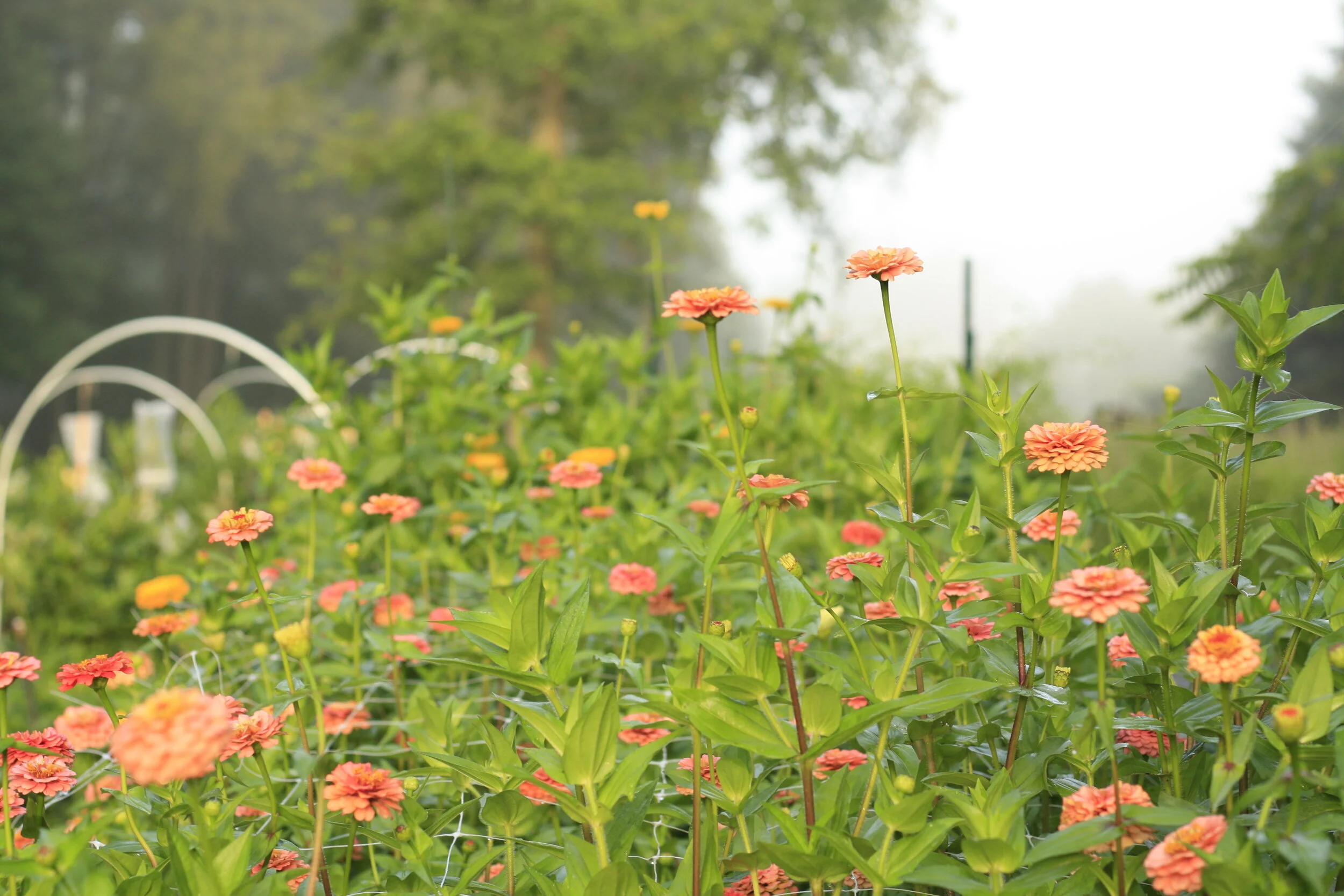 Flora Fields Farm
