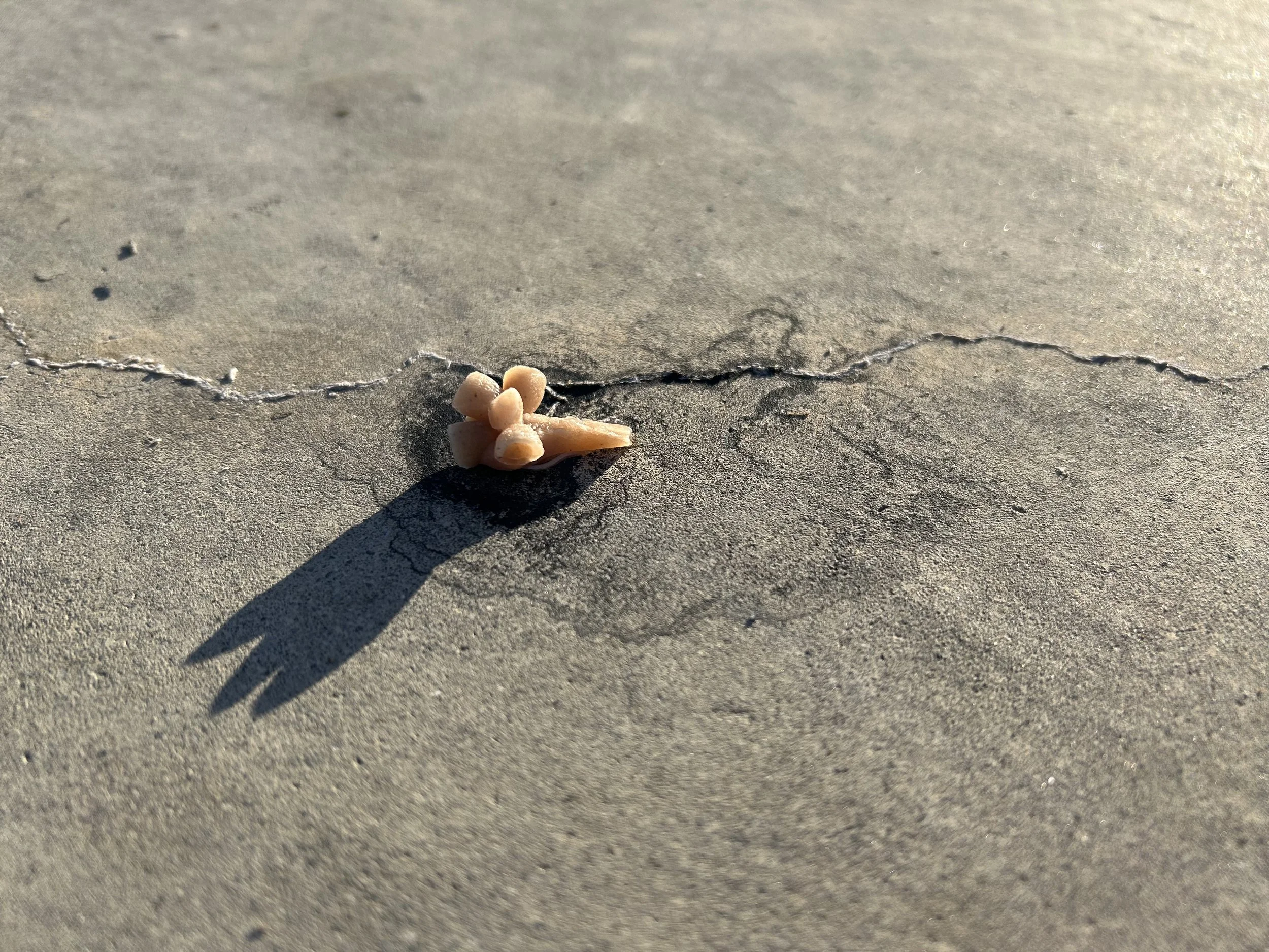 Clare Britton — Sarah Ellis Plummer