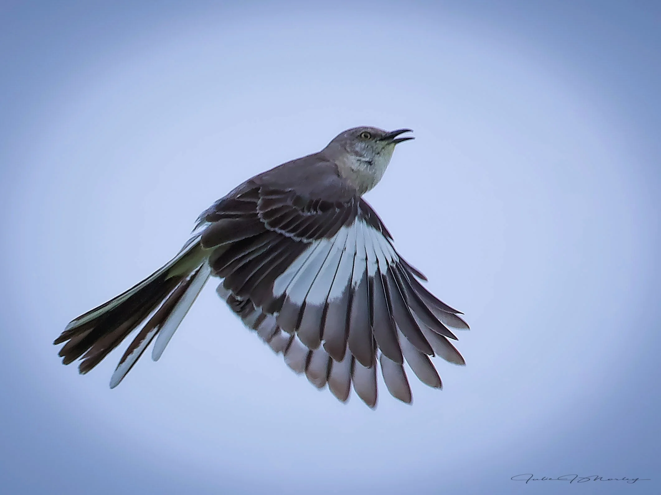 Mockingbird In Flight Drawing