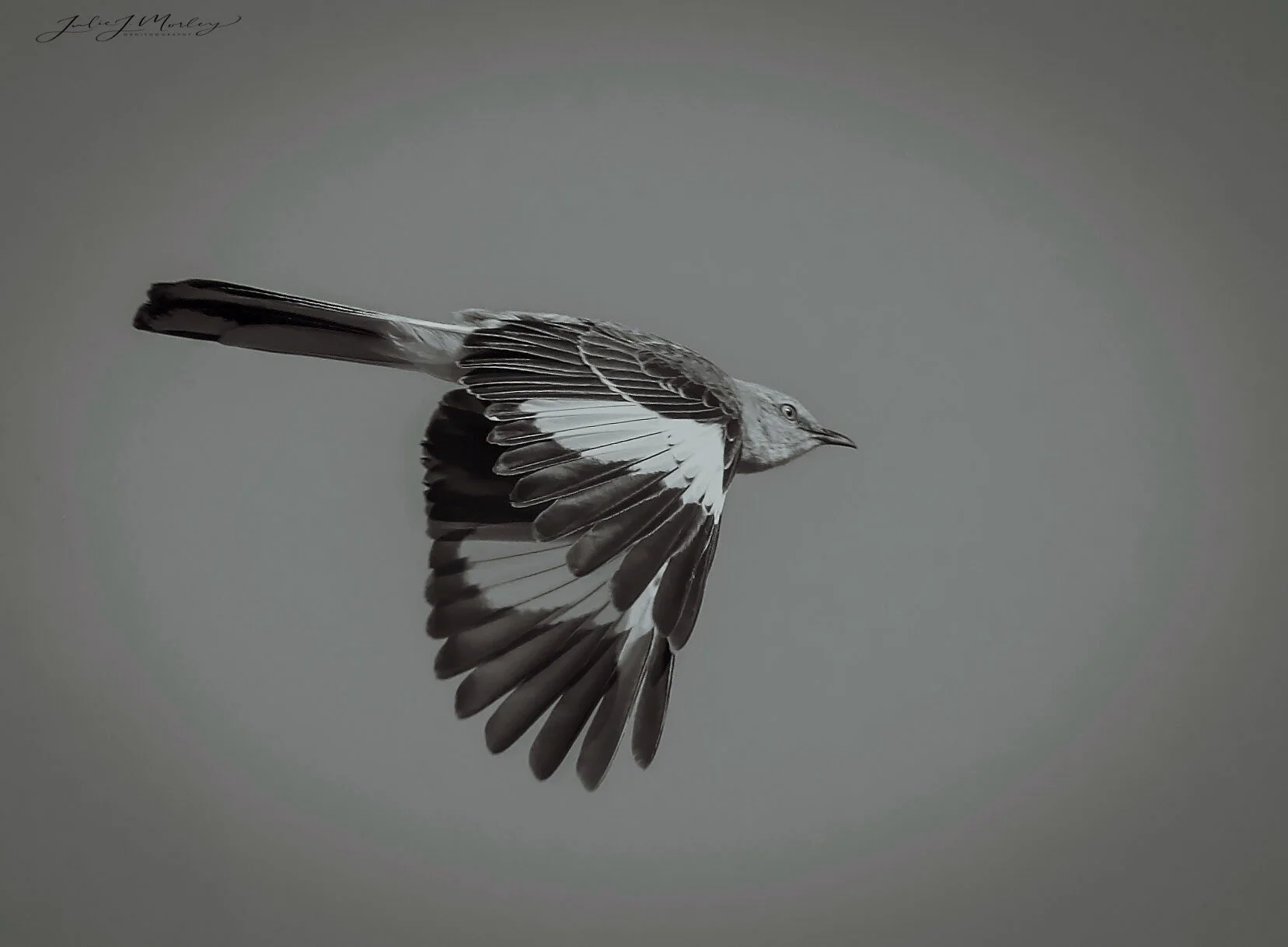 Mockingbird In Flight Drawing