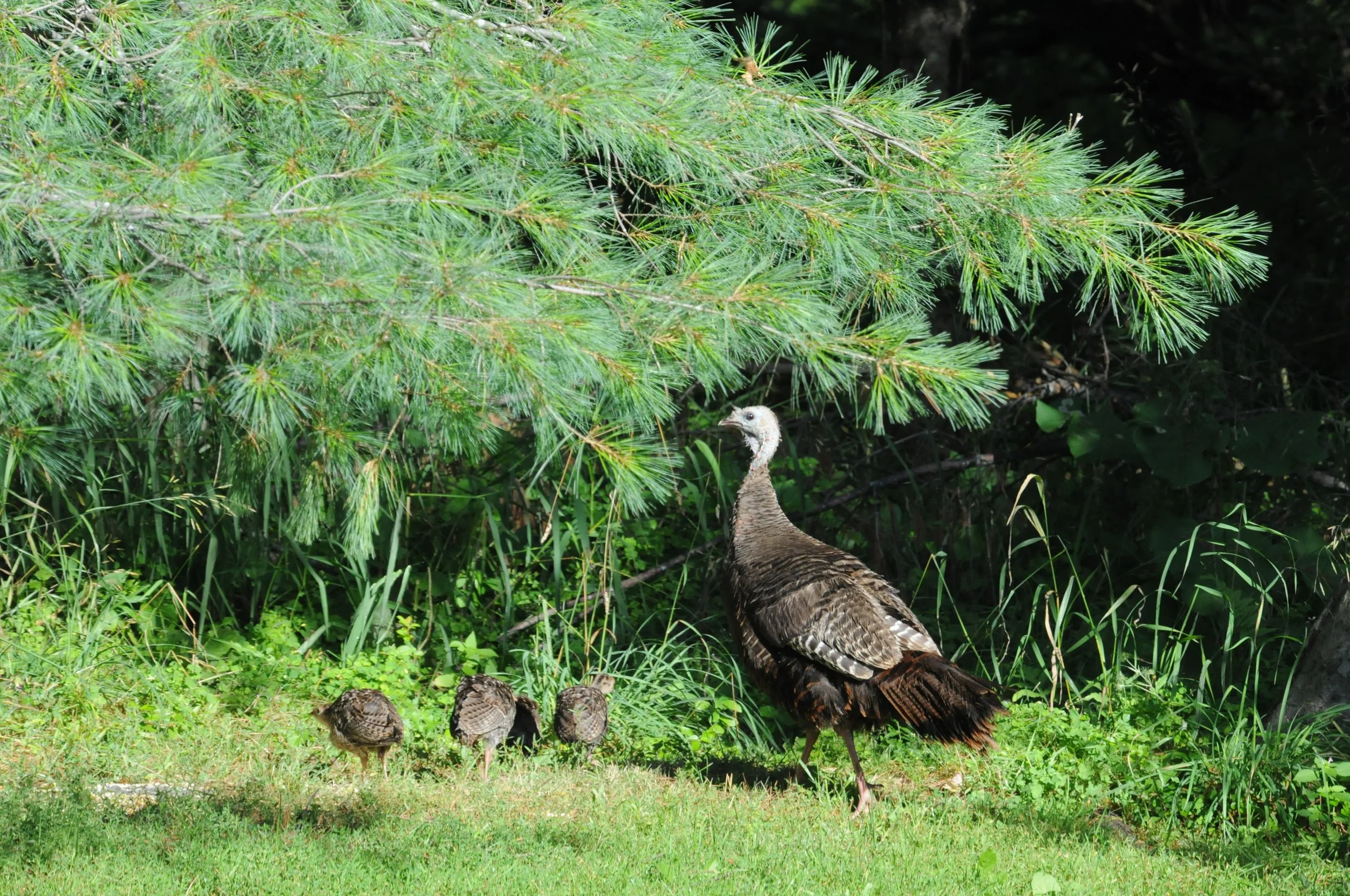 Vermont turkey brood survey starts July 1 — Waterbury Roundabout