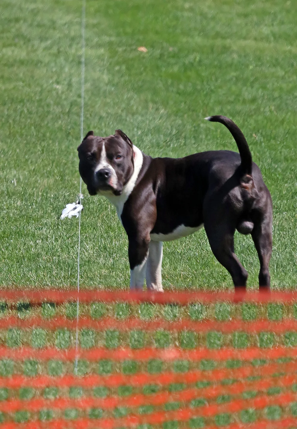 A day at the park: Local dogs try the Fast CAT — Waterbury Roundabout