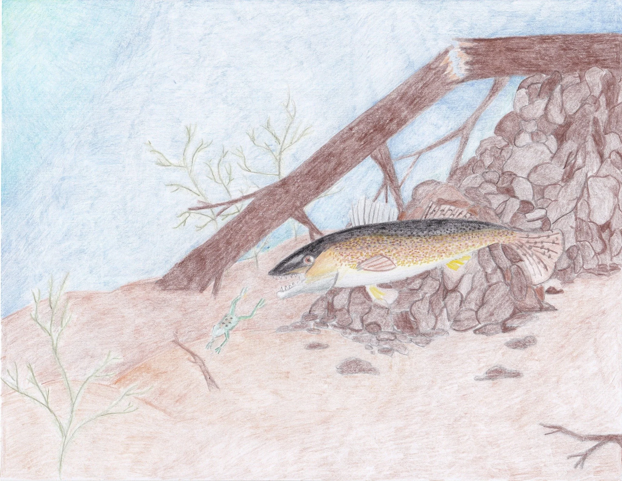 Fish & Wildlife News — Waterbury Roundabout