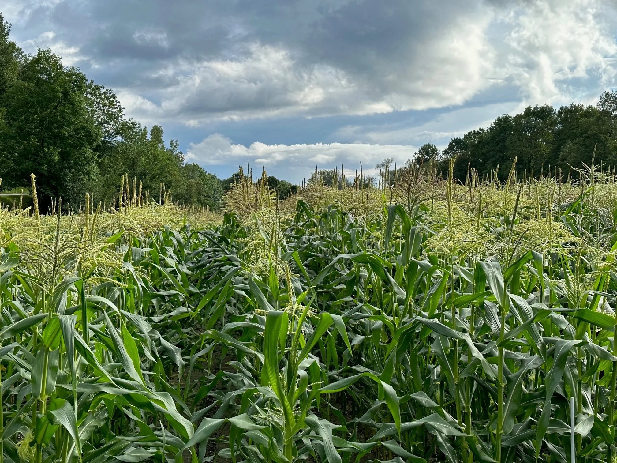 September scenes: Biking to school, Sunzilla, free books & more ...