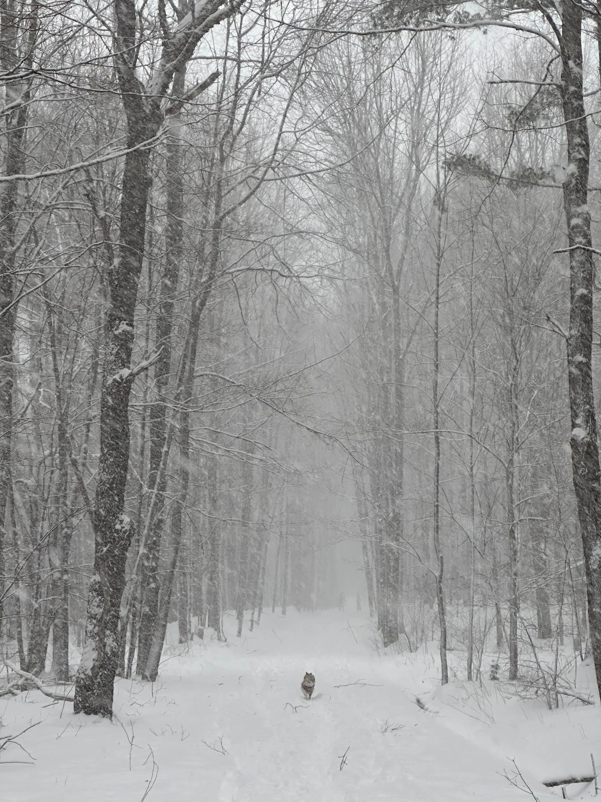 Mostly gray January — Waterbury Roundabout