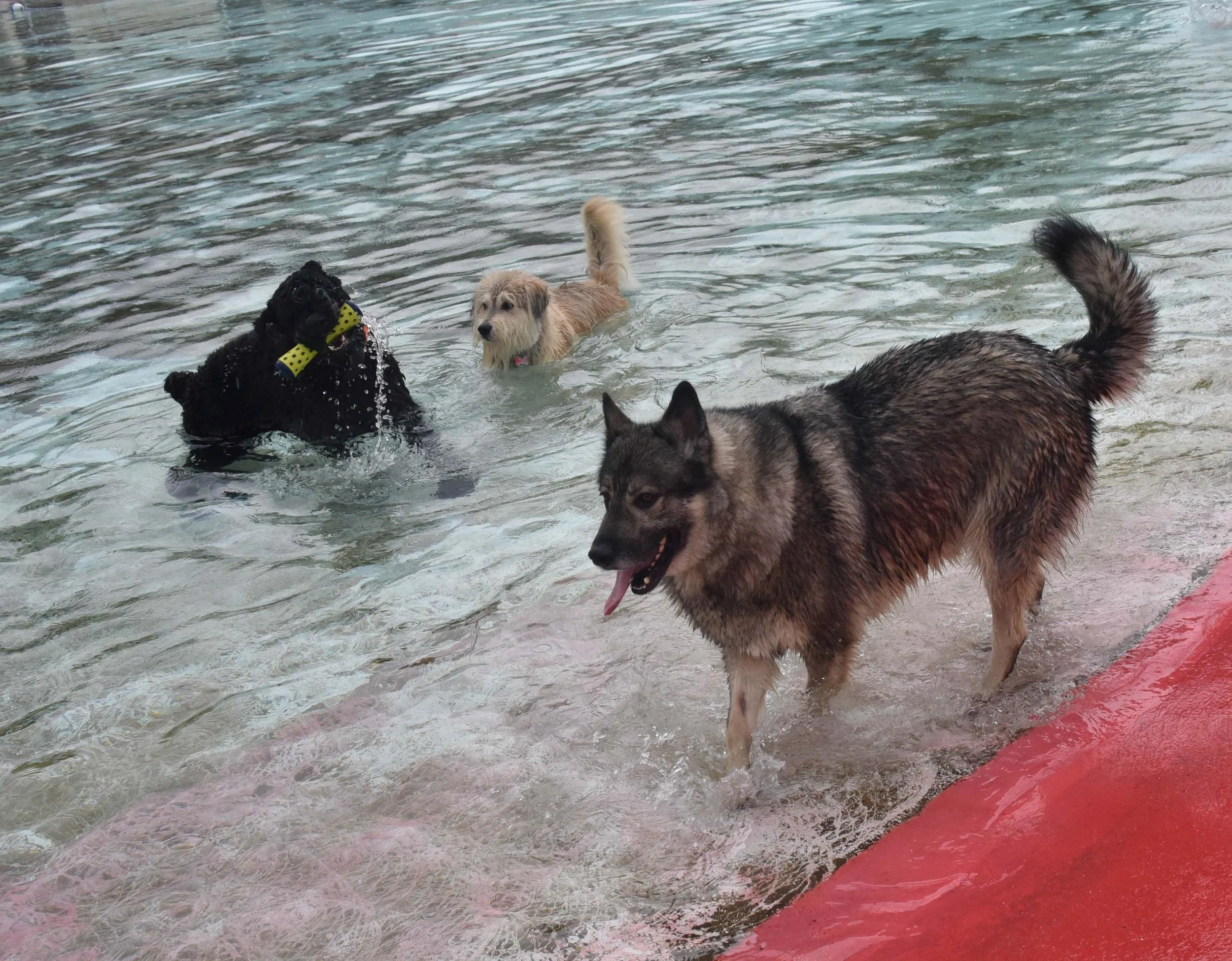 New dog license fees reflect state, town increases — Waterbury Roundabout