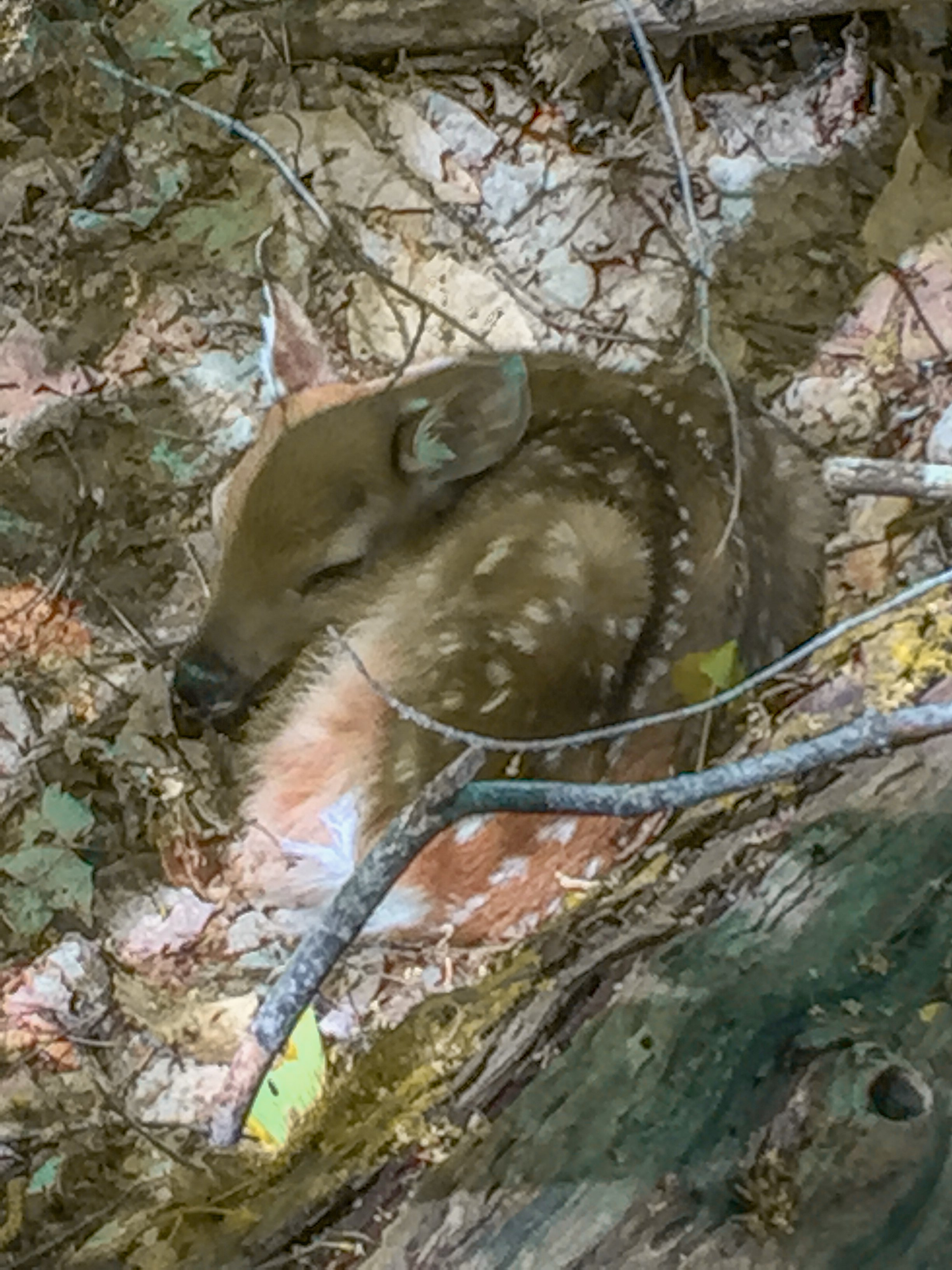 Wildlife experts: Leave fawns alone this time of year — Waterbury ...