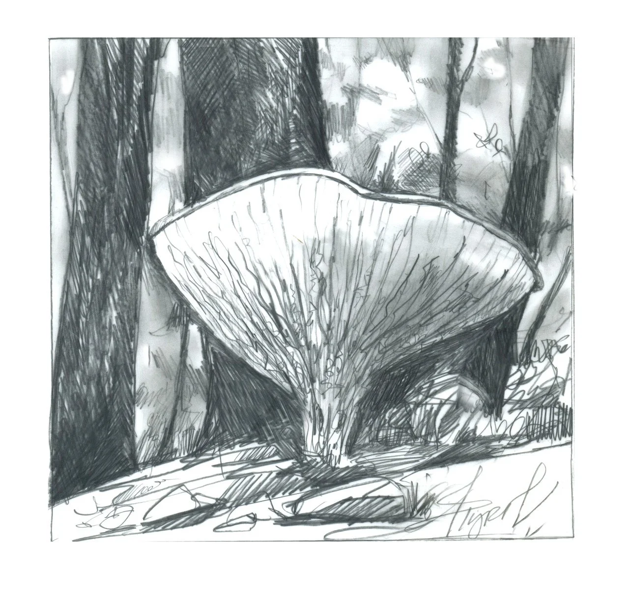 The Outside Story: the tangled tale of the ash-tree bolete — Waterbury ...