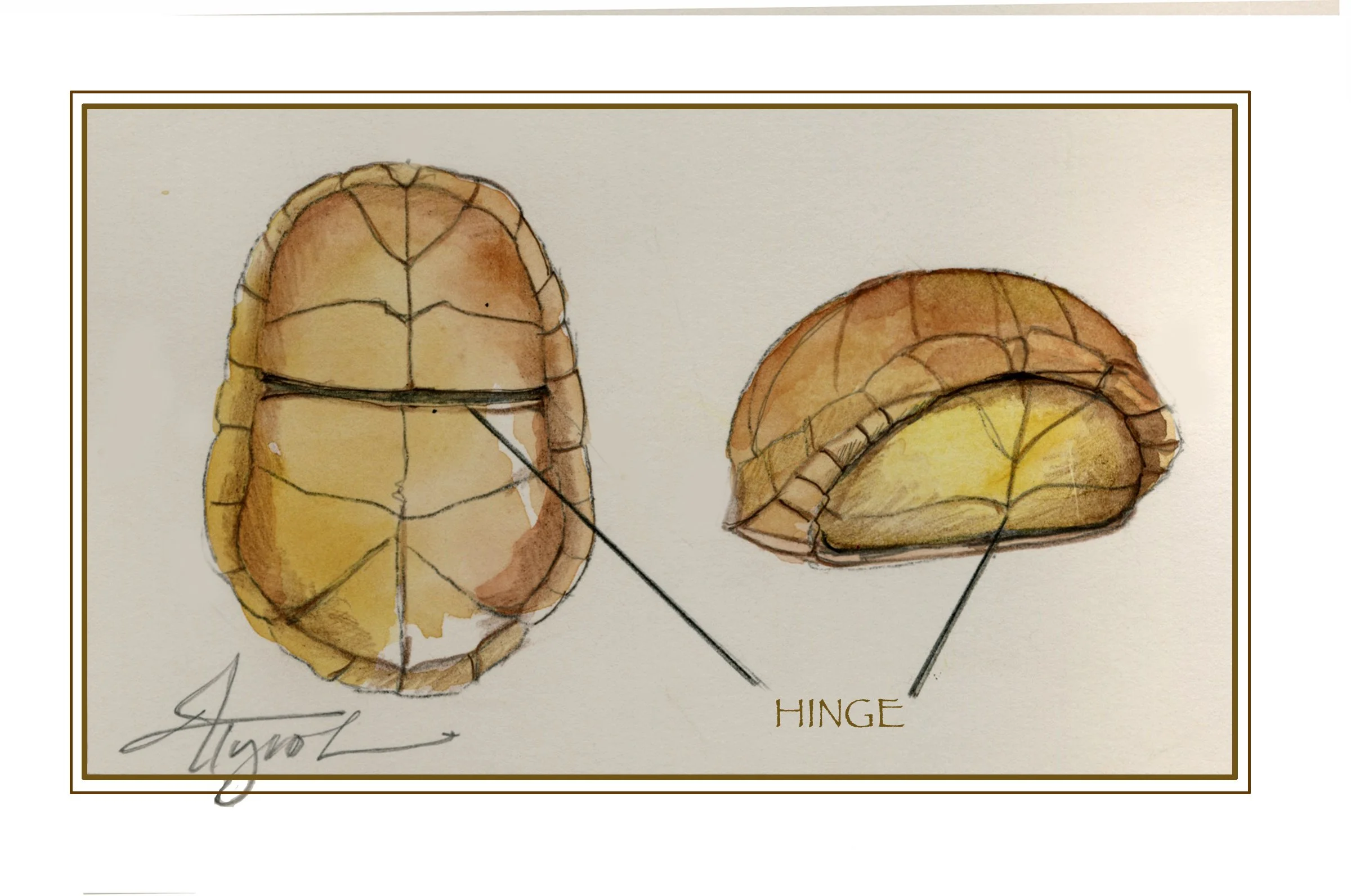 Closing Time: How (some) turtles shut their shells — Waterbury Roundabout
