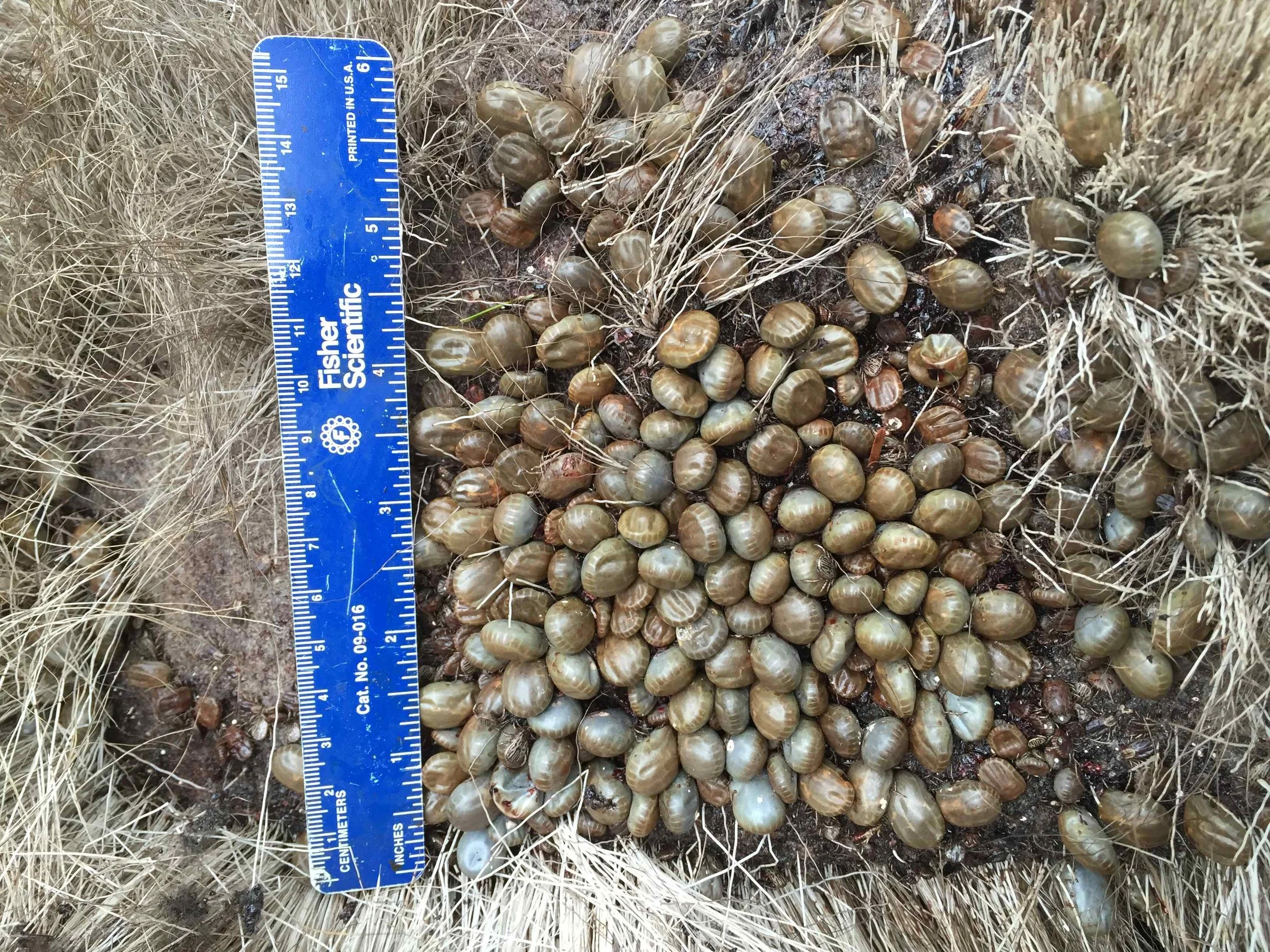 Fish & Wildlife News — Waterbury Roundabout