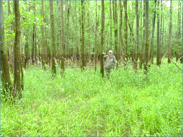 Reminders for valuing and protecting Vermont wetlands — Waterbury ...