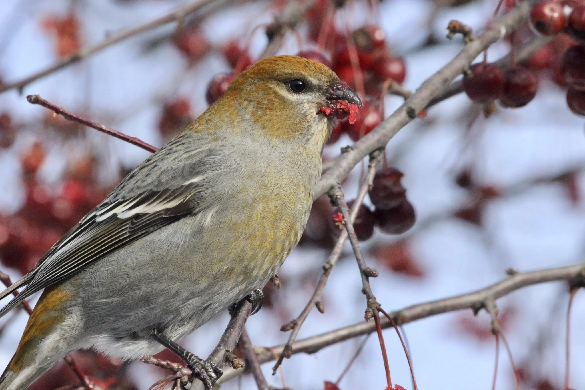 Hunger Mountain Winter Bird Count happens Dec. 27 — Waterbury Roundabout