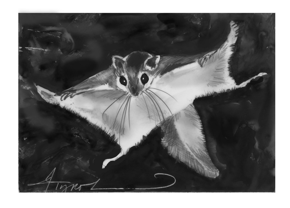 The Outside Story: North meets south with hybrid flying squirrels ...