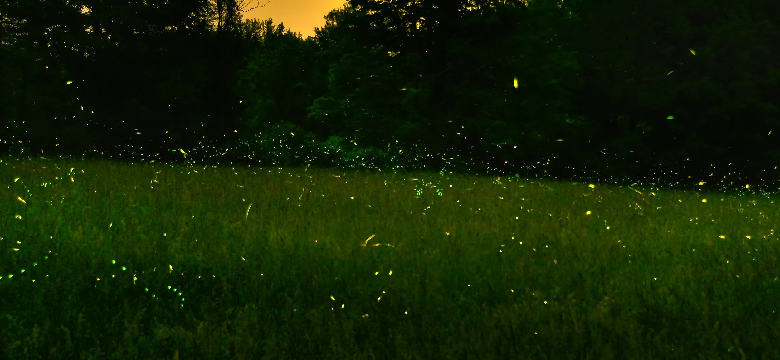 Glow-worms, blinkers, ghosts: The hidden diversity of fireflies ...