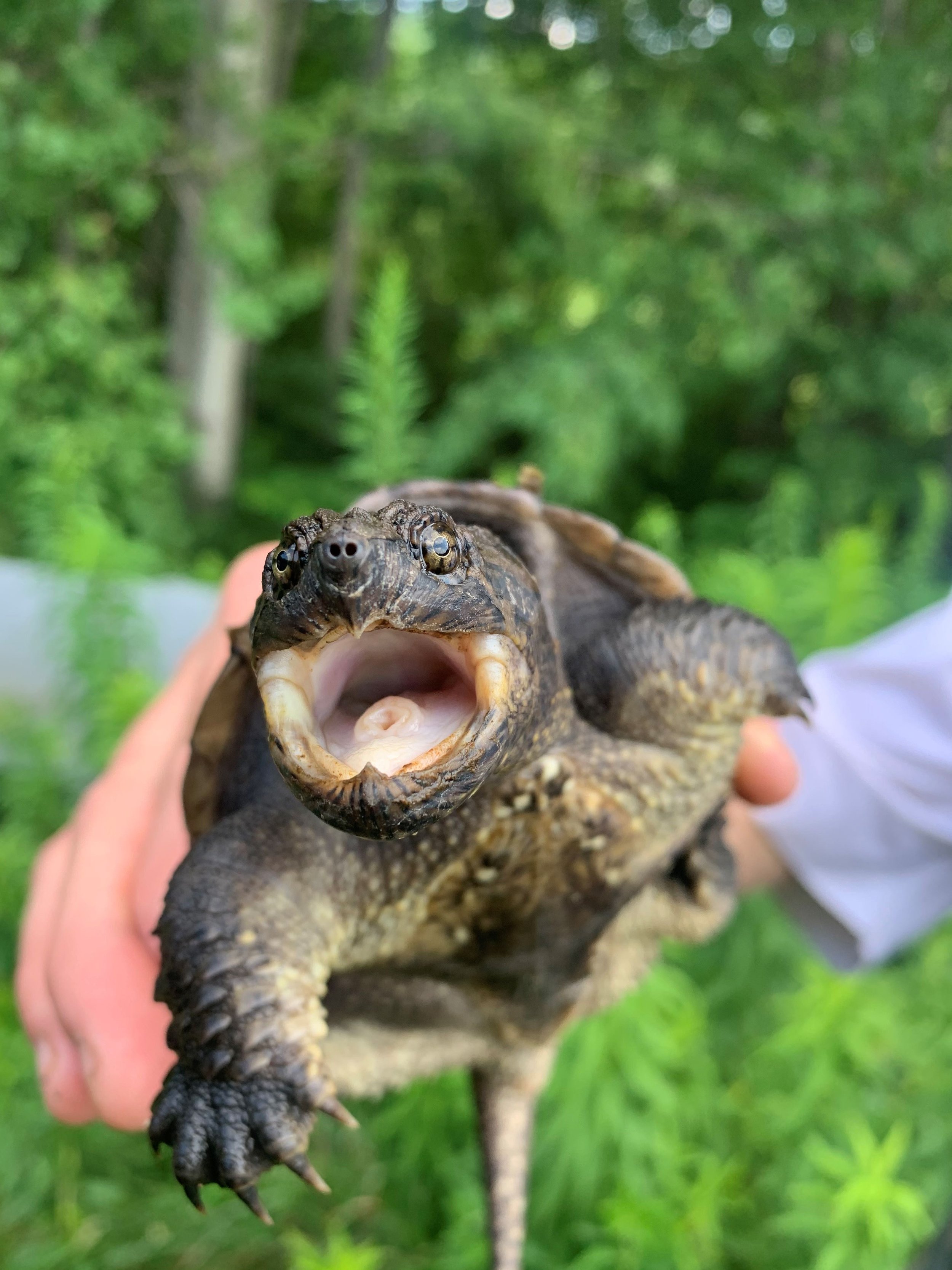 Vt. Fish & Wildlife: Leave wild turtles alone — Waterbury Roundabout