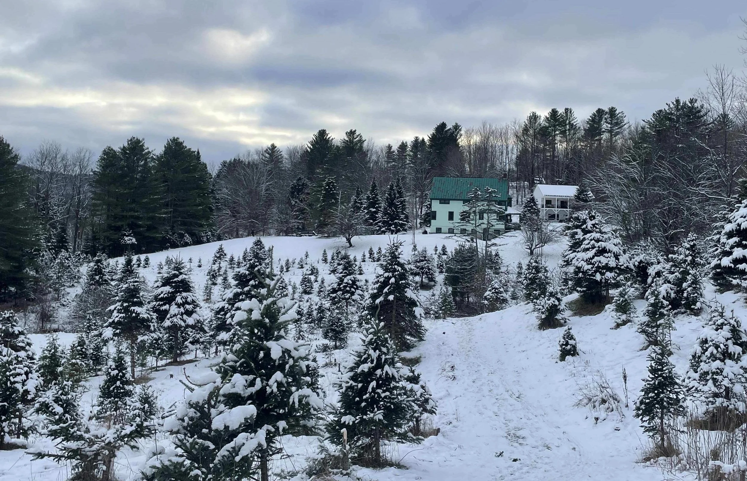 Tree farm dream continues at Murray Hill — Waterbury Roundabout