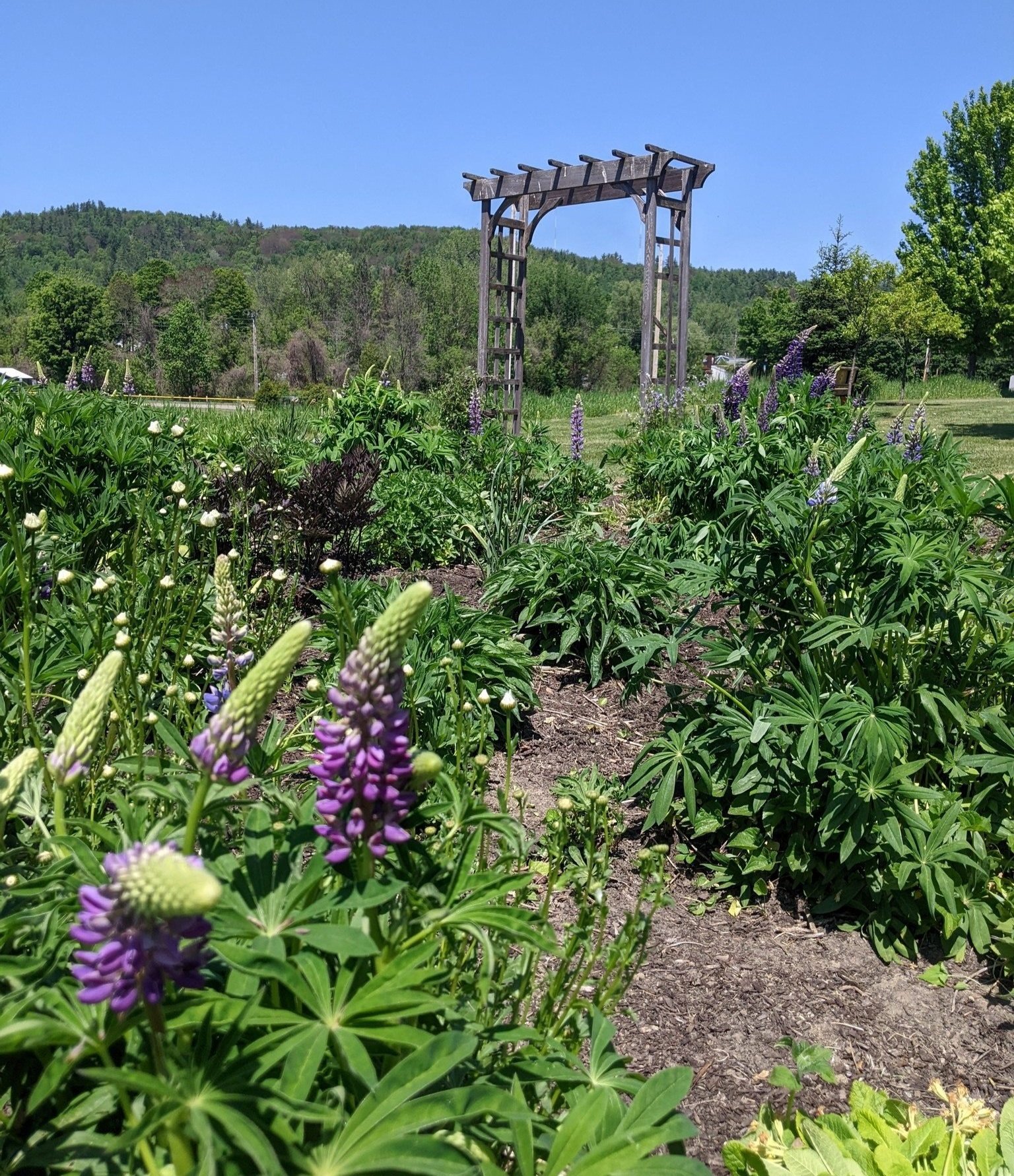 August at the library: Open Mic Night, book club picnic, Qi Gong ...