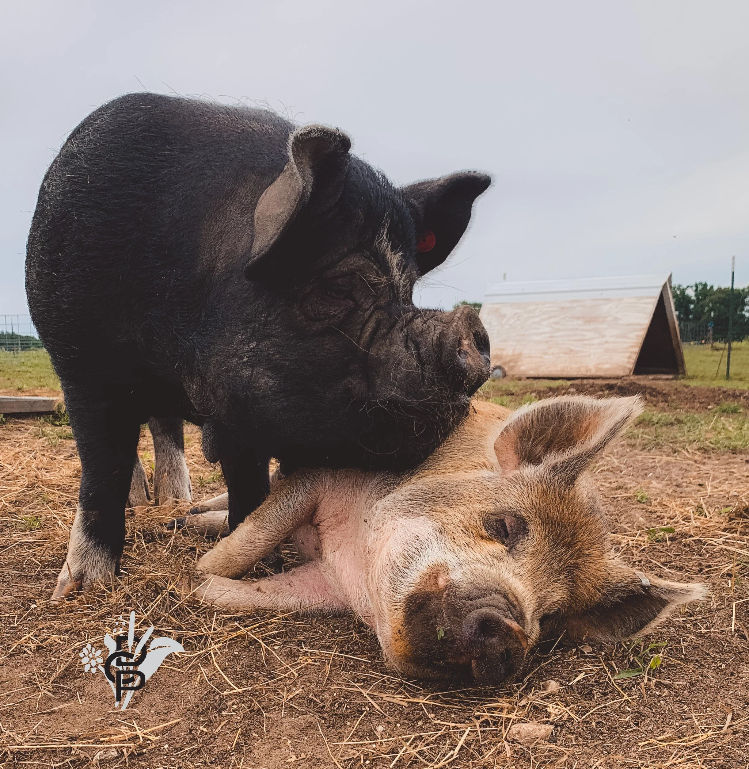 Duck Creek Pastures — American Pasture Pigs