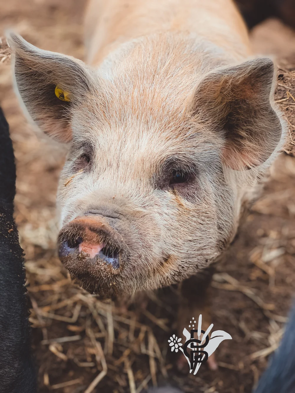 Duck Creek Pastures — American Pasture Pigs