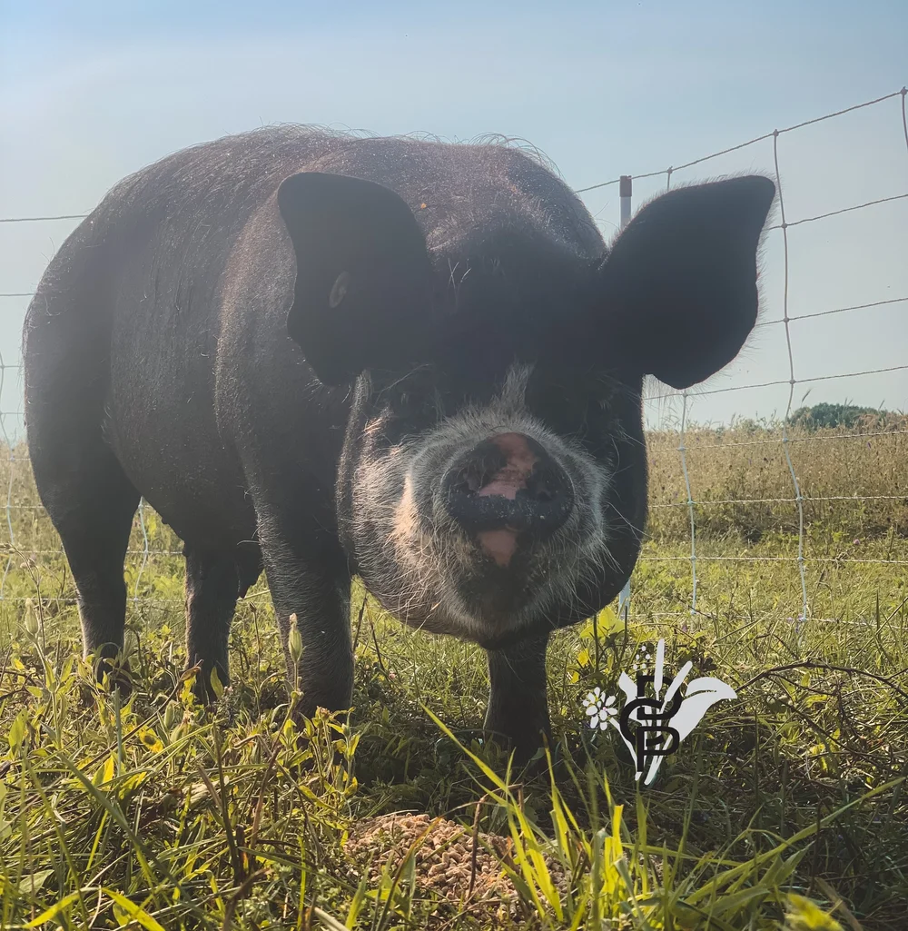 Duck Creek Pastures — American Pasture Pigs
