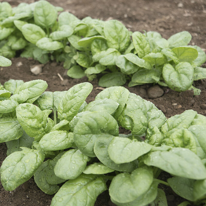 Baby Spinach Plant