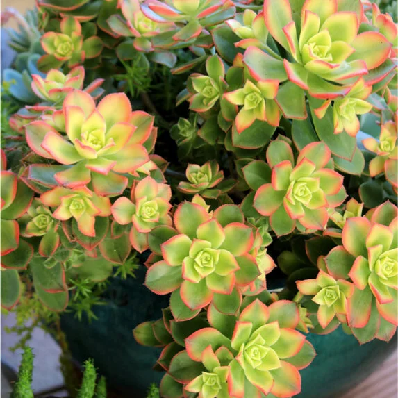 Aeonium