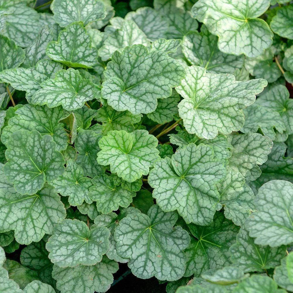 Heuchera Americana Flower