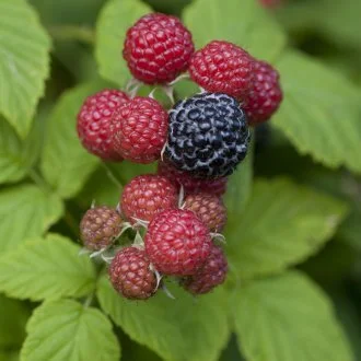 Wild Black Raspberry Plant