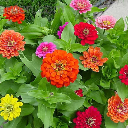 Zinnia Elegans Seedlings