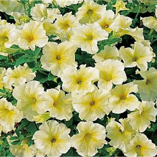 Yellow Petunia Flower