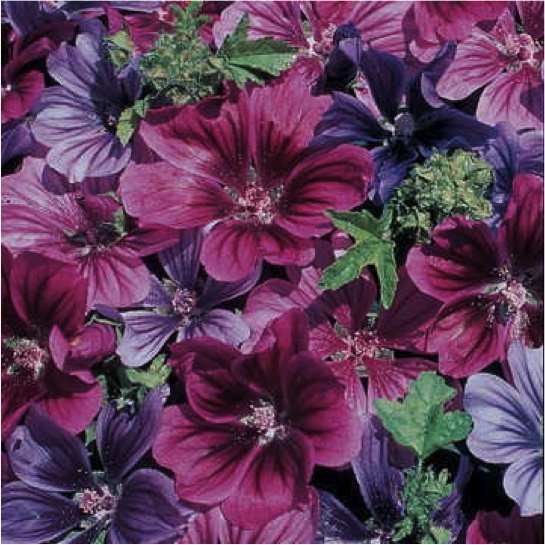 Purple Hollyhock Flower