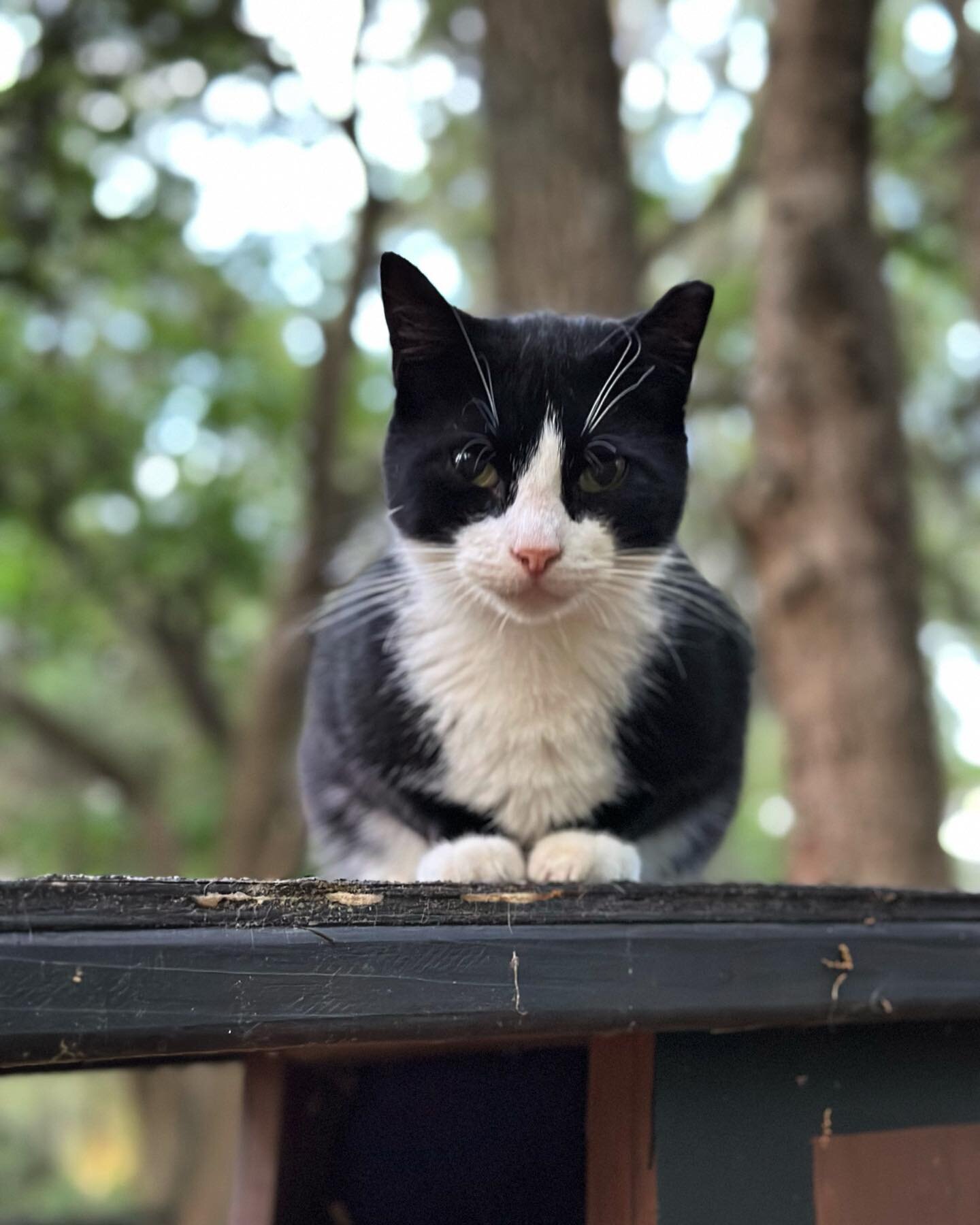 ALL ABOUT CATS - Hilton Head Island