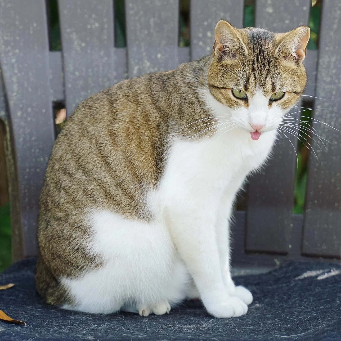 ALL ABOUT CATS - Hilton Head Island