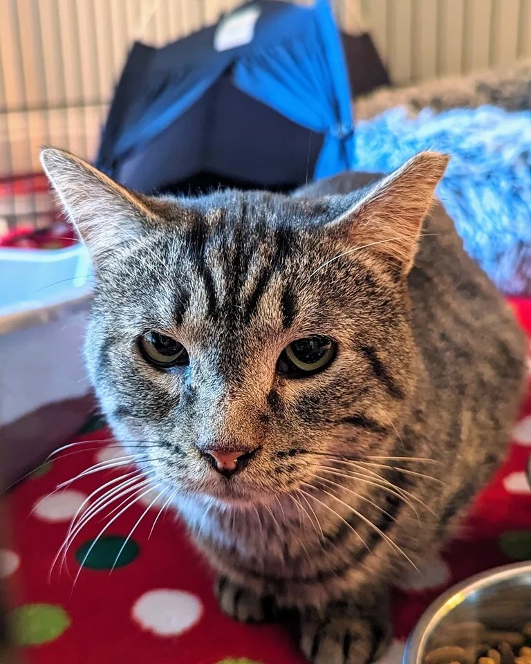 ALL ABOUT CATS - Hilton Head Island