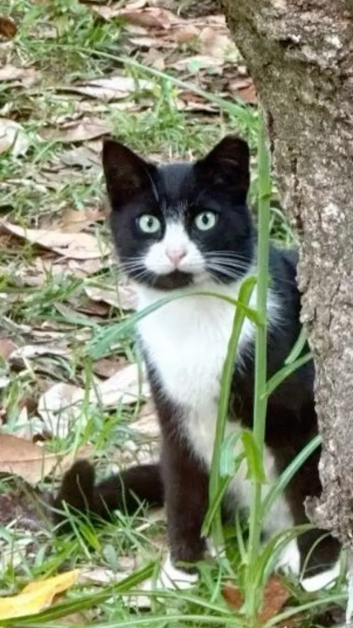 ALL ABOUT CATS - Hilton Head Island