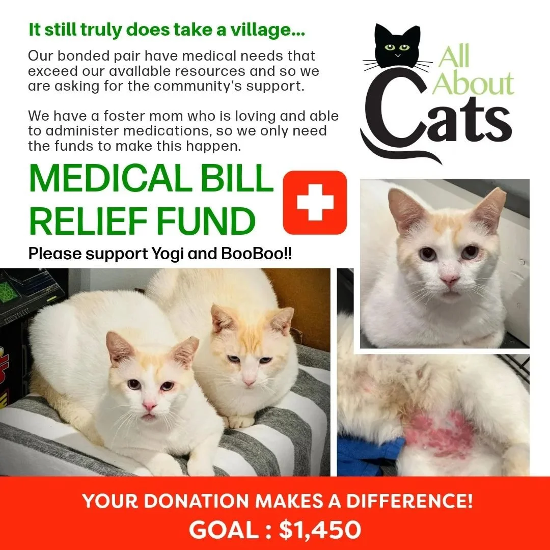 ALL ABOUT CATS - Hilton Head Island