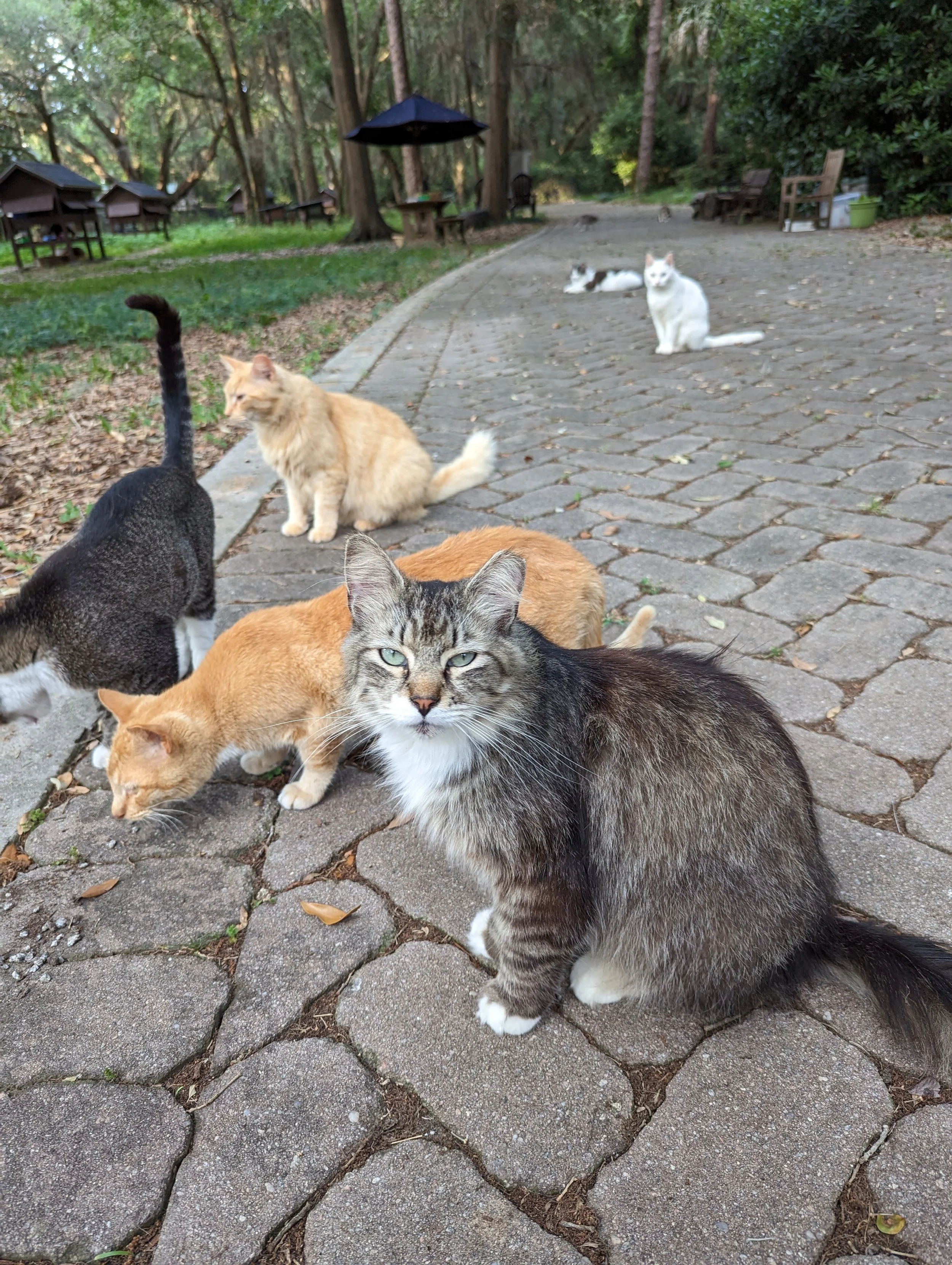 Adopt — ALL ABOUT CATS - Hilton Head Island