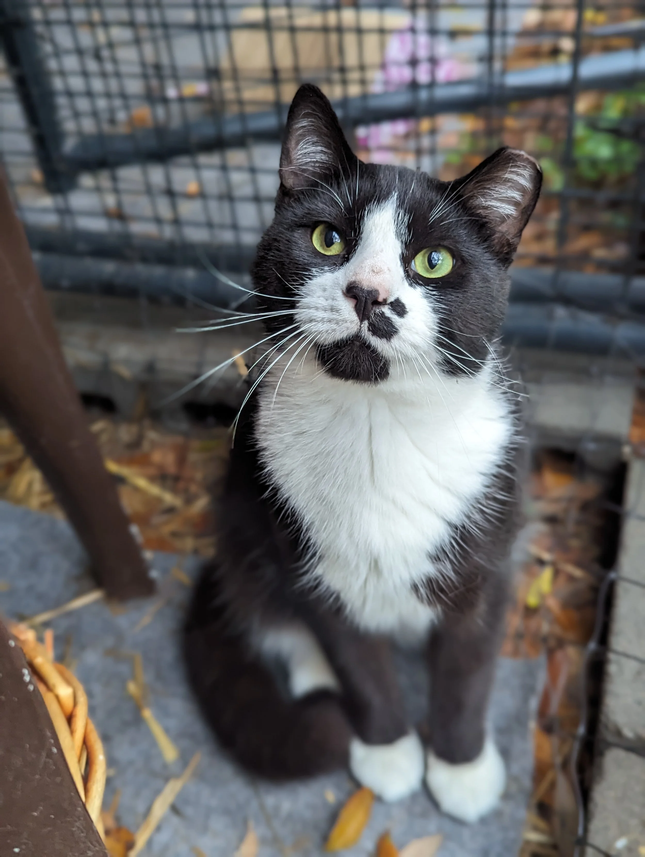 ALL ABOUT CATS - Hilton Head Island