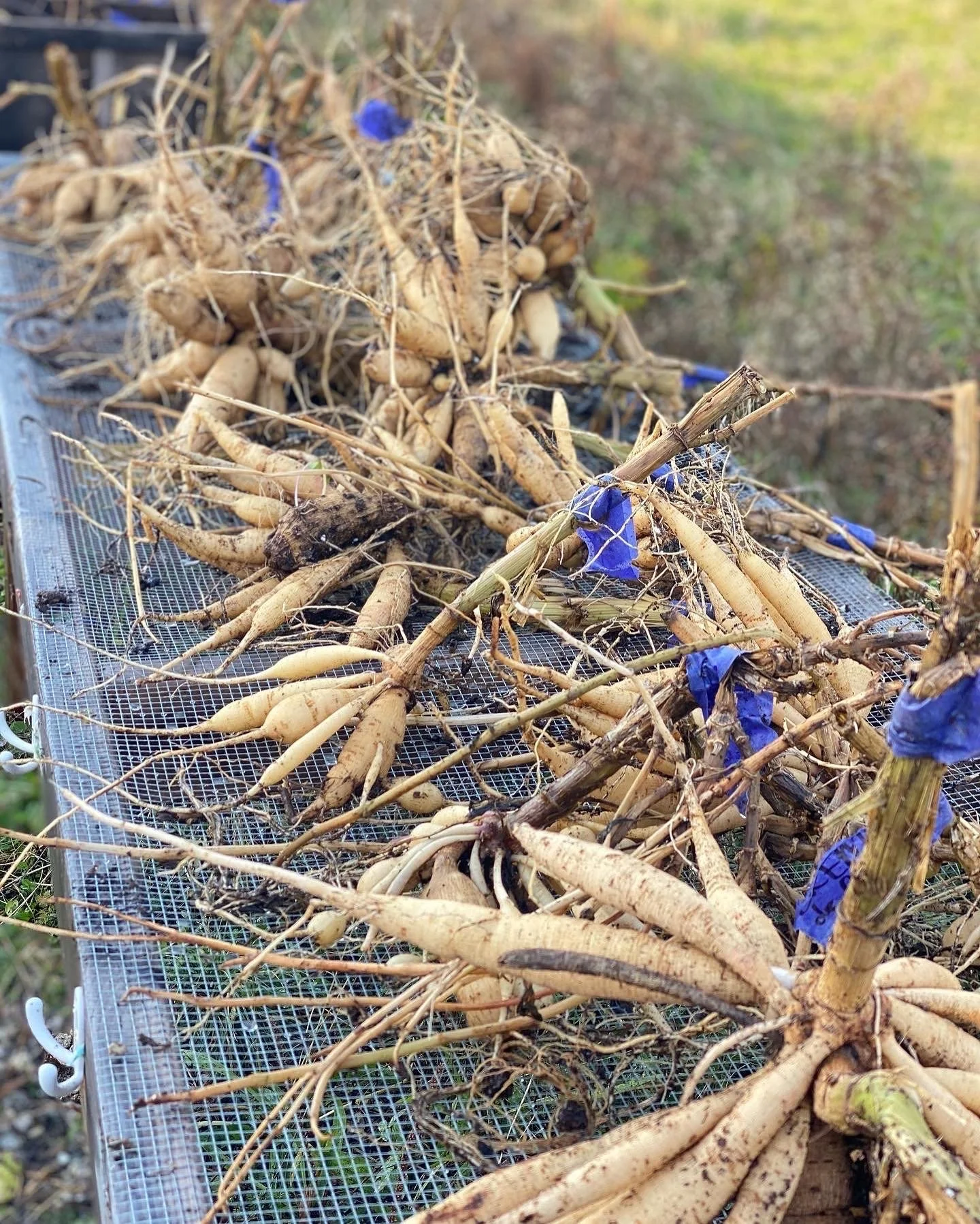 Farmer Steph's Dahlia Collection: "INTRO TO DAHLIAS" (1 dozen/12 dahlia tubers; mix of: Jowie ...