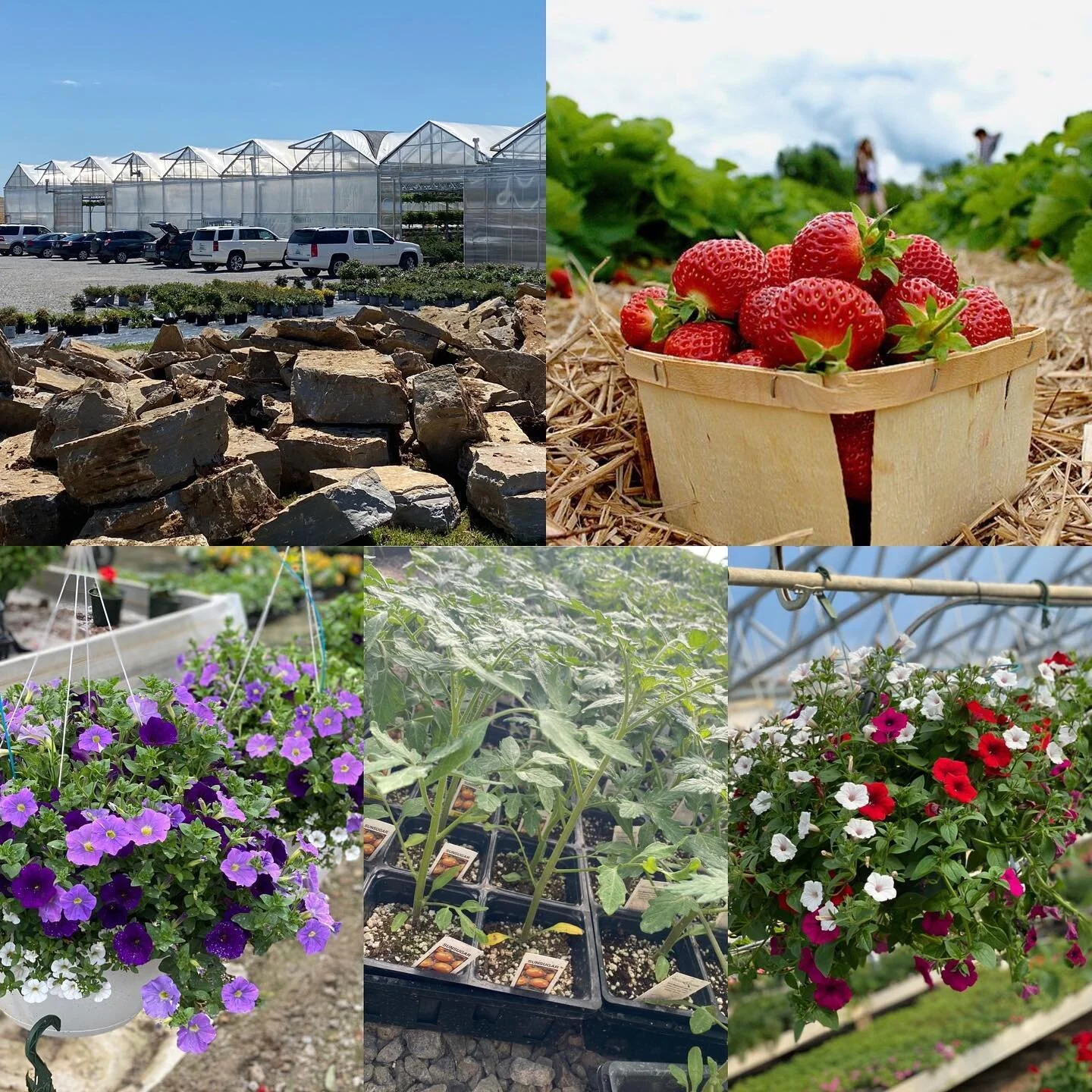 Daynabrook Farms