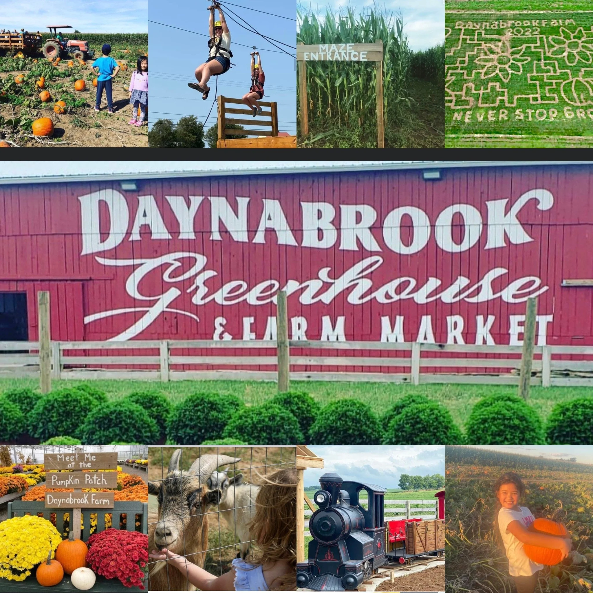 Greenhouse & Pumpkin Patch — Daynabrook Farms