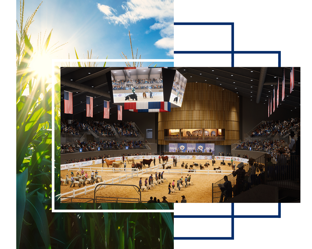 American Royal on the Rise