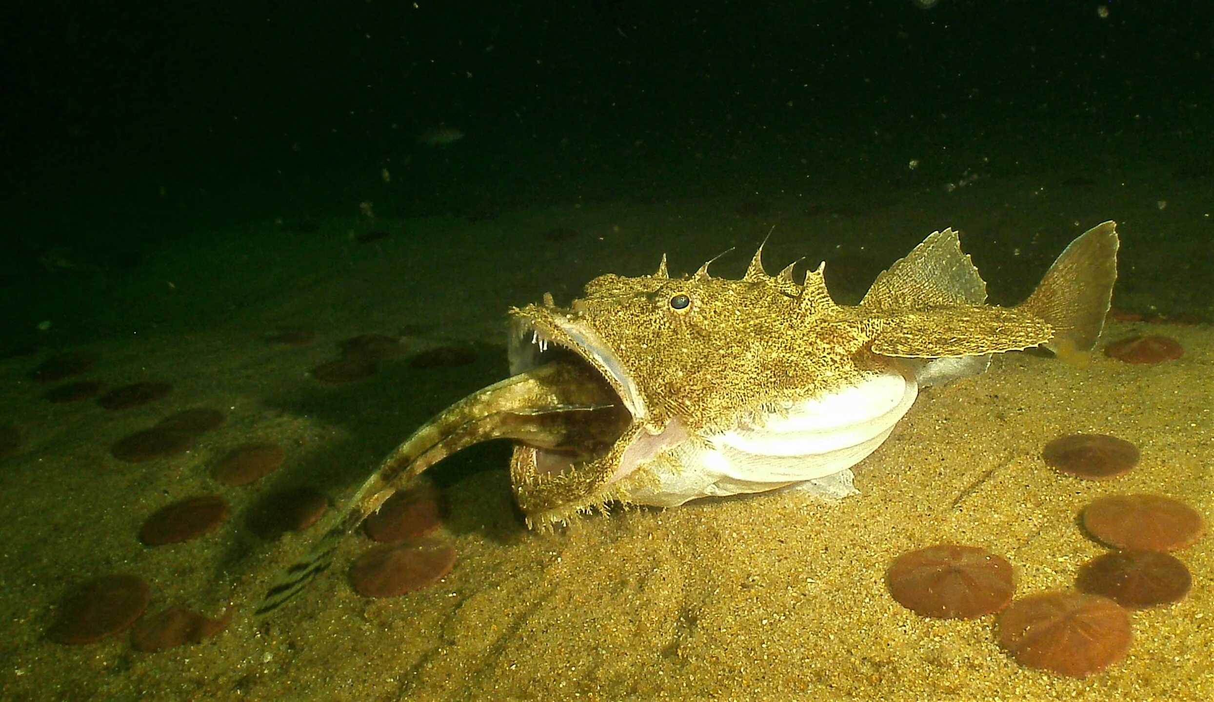 BLAST from the Past… — Millhouser.net